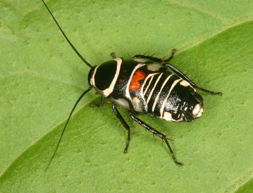 Gold-bordered Cockroach | Project Noah